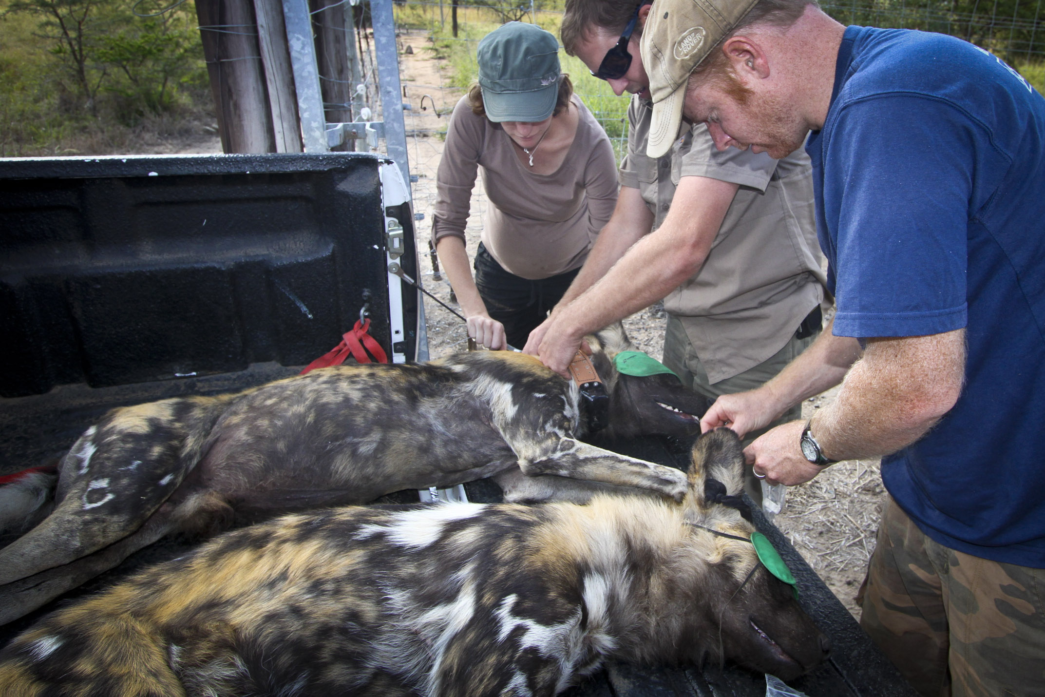 5 Reasons why Wildlife ACT Collar and Monitor Wild Dogs