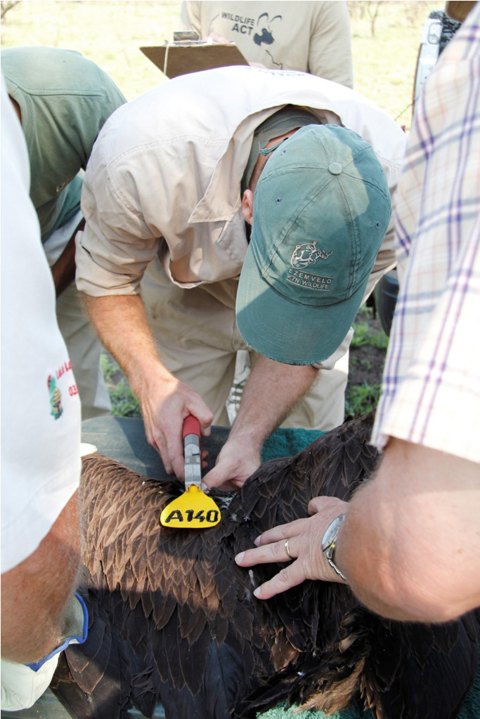 The annual Zululand vulture tagging project 2012