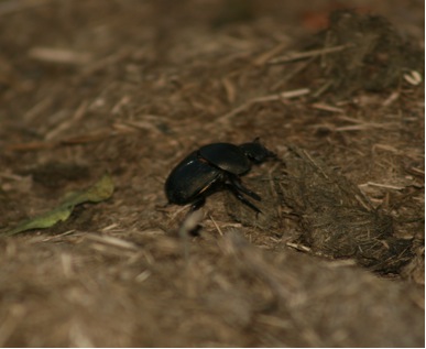 What is a Rhino Midden?