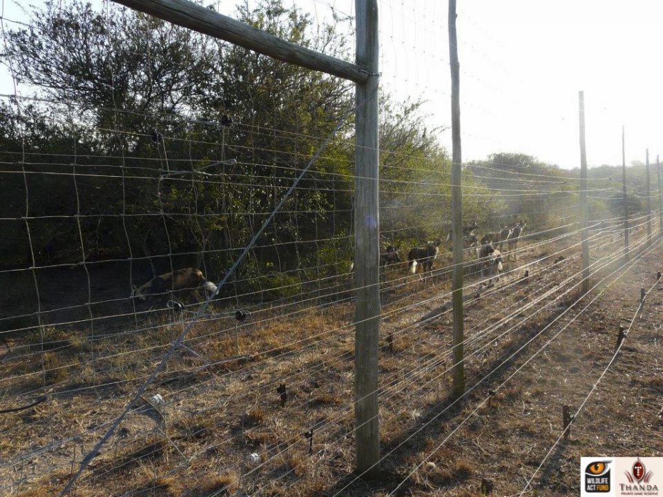 What is a Boma used for and how does it help conservation?