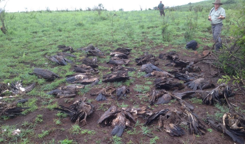 Existing Threats to African Wildlife Species & their Habitats