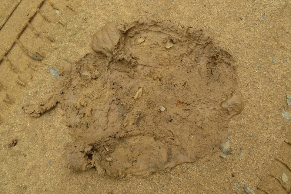 Basic Guide to Wildlife Tracking & Identifying Animal Tracks