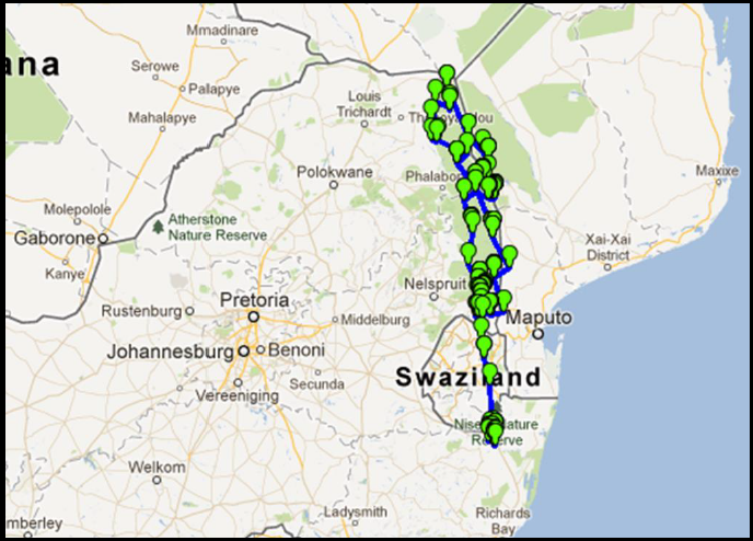 Vulture Flight Patterns, Wing Tagging & Ringing