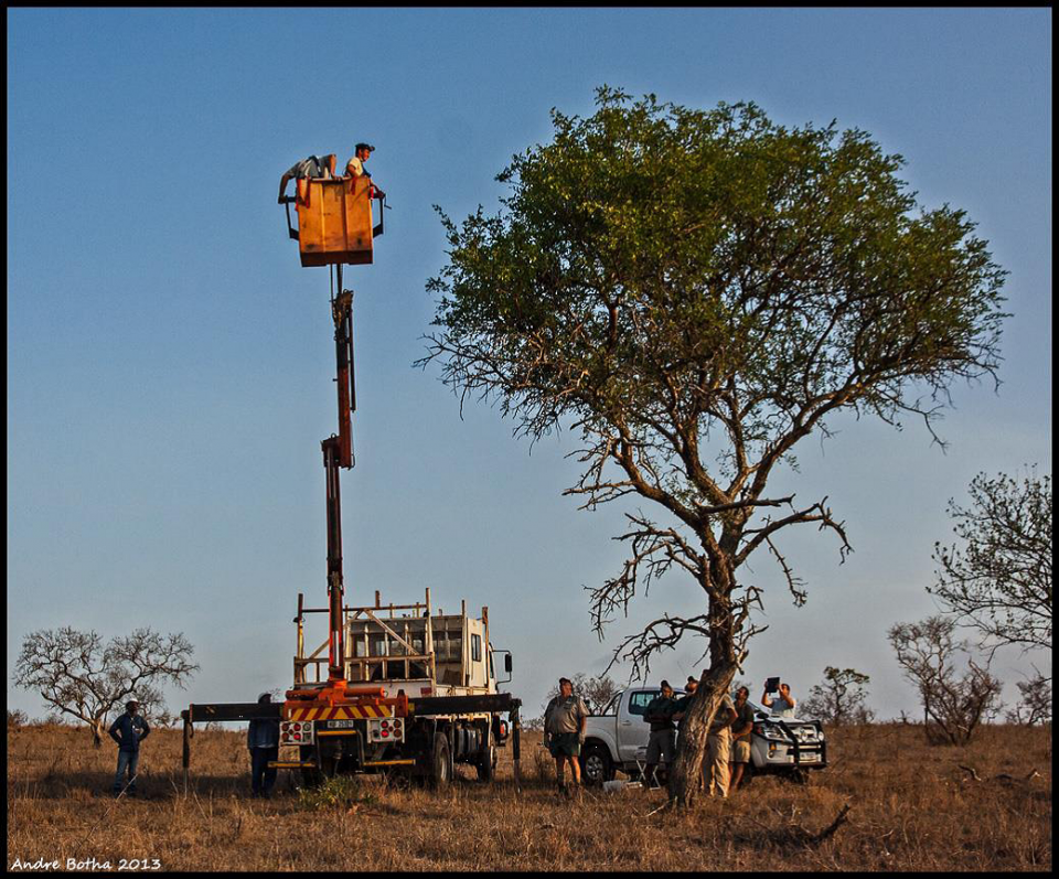 Vulture Flight Patterns, Wing Tagging & Ringing