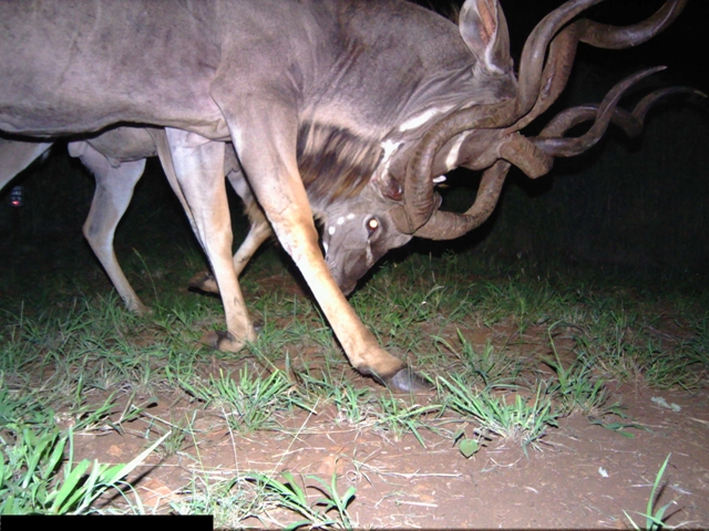 Fighting Antelope Caught on Camera