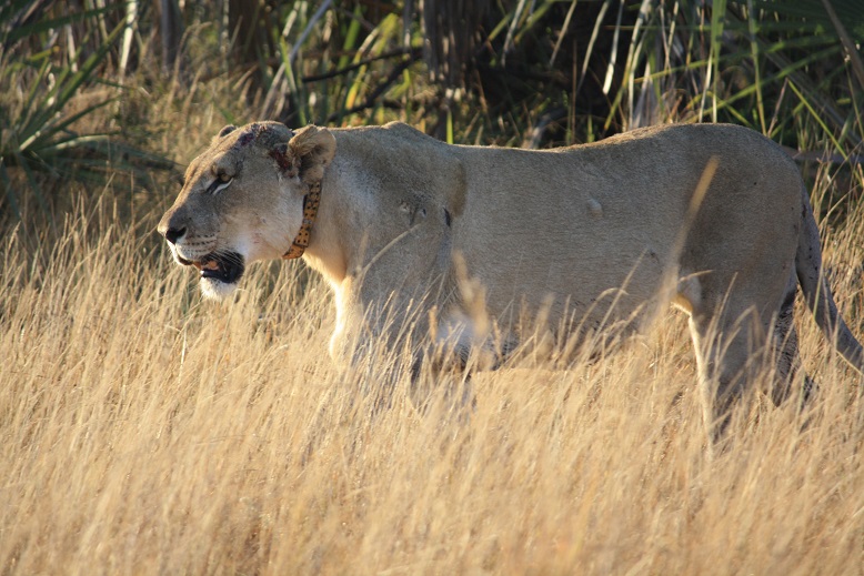 What Are Priority Species?