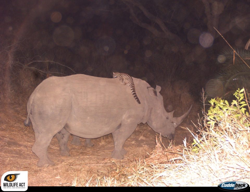 More camera trap selfies for the hitch-hiking genet