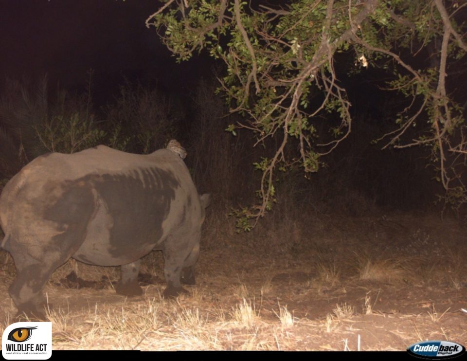 Camera Traps Capture a Hitch-hiking Genet!