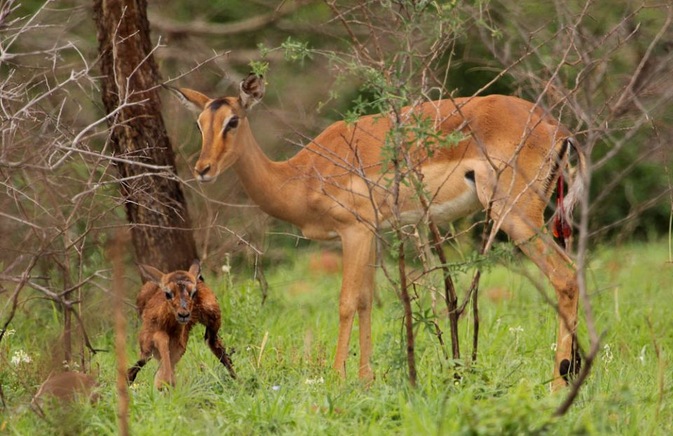 Amazing new born impala photos