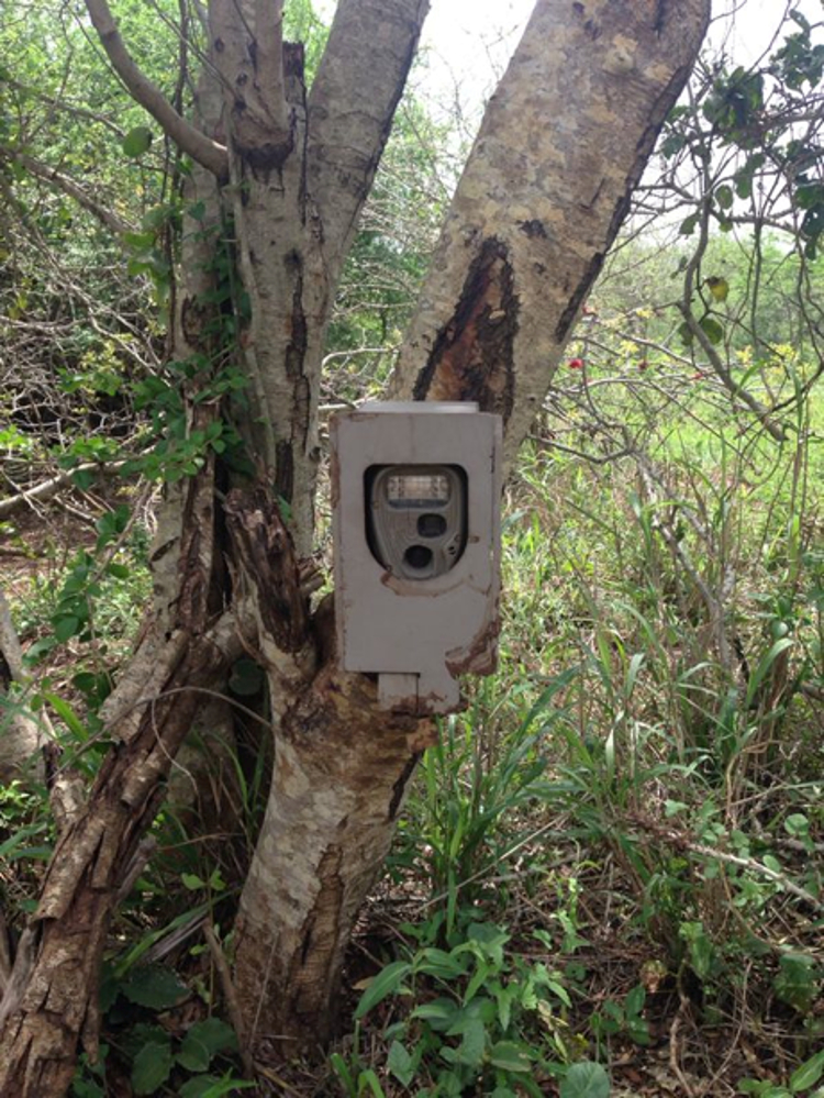 Camera Traps - Essential Monitoring Tool