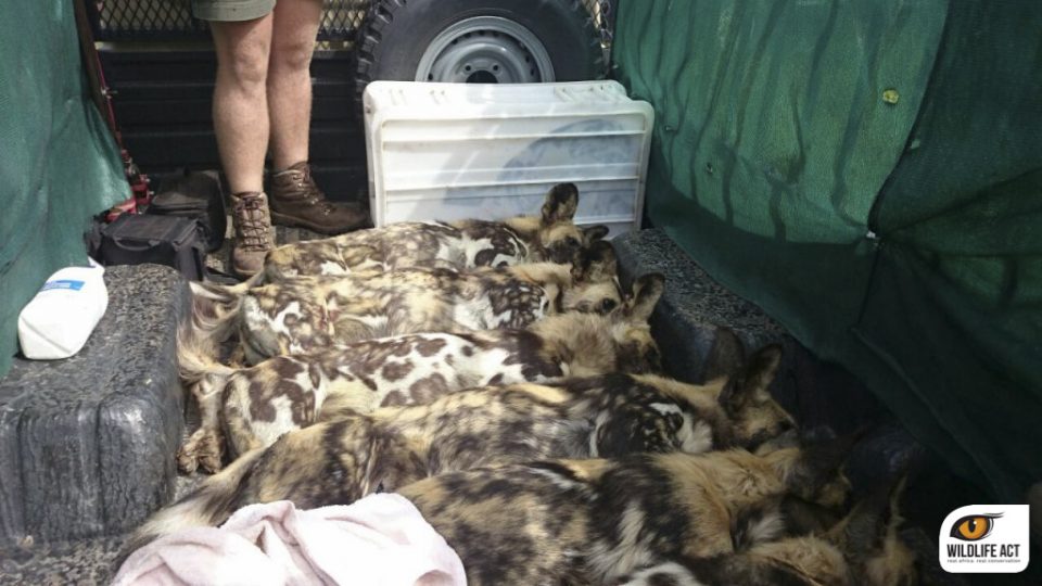 6 Wild Dogs released on Zululand Rhino Reserve