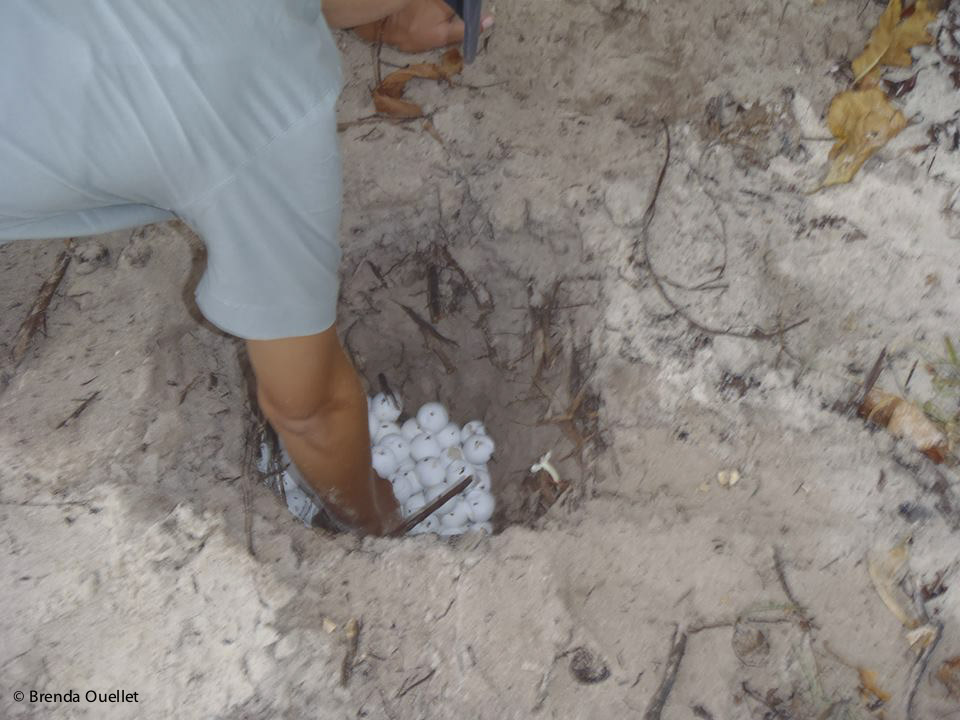 Turtle Nest Relocation in Seychelles