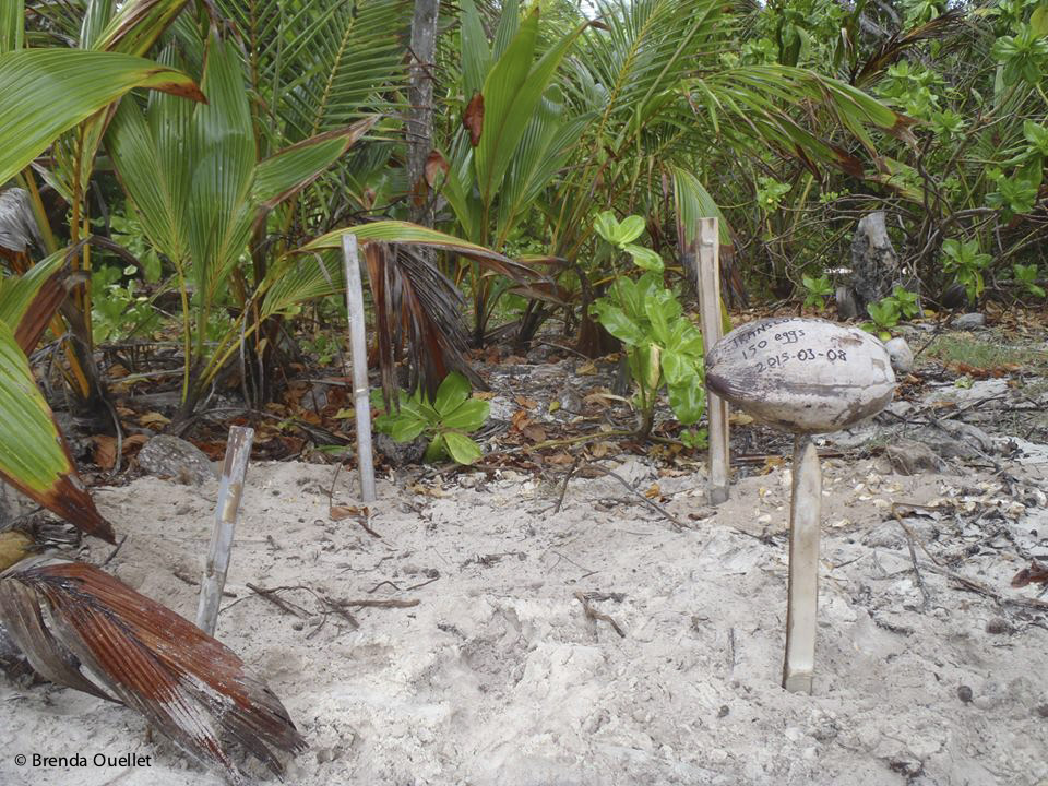 Turtle Nest Relocation in Seychelles