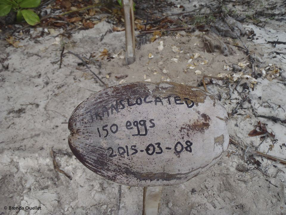 Turtle Nest Relocation in Seychelles