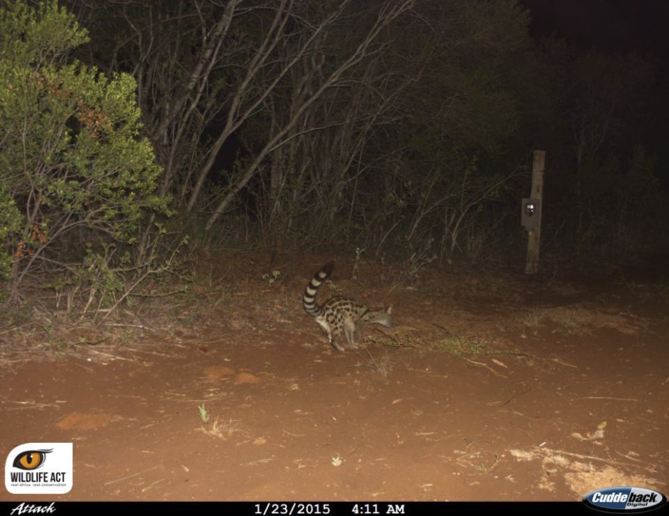 Guess the animals in these camera trap images!