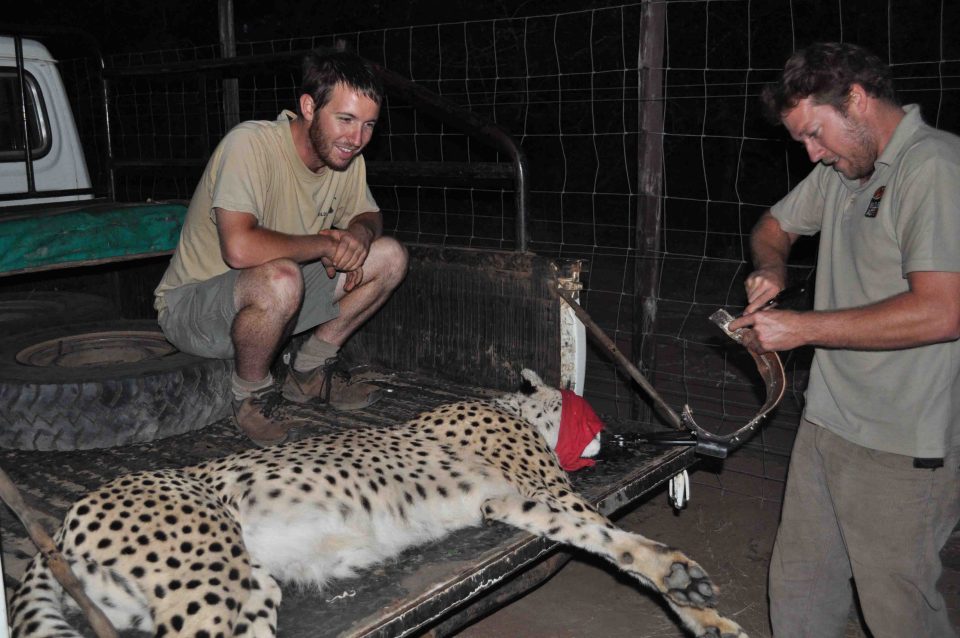 How to Contribute to Cheetah Conservation