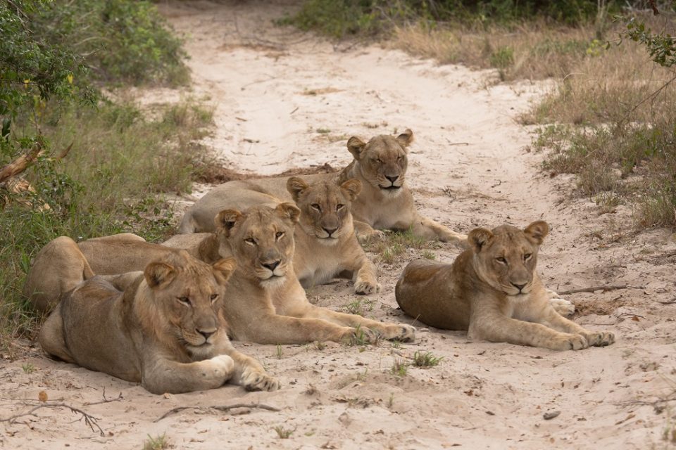 Lion Monitoring During Winter in Zululand