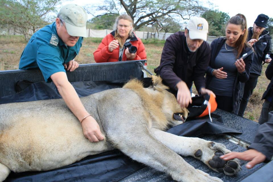 What You Need to Know About Volunteering with Lions