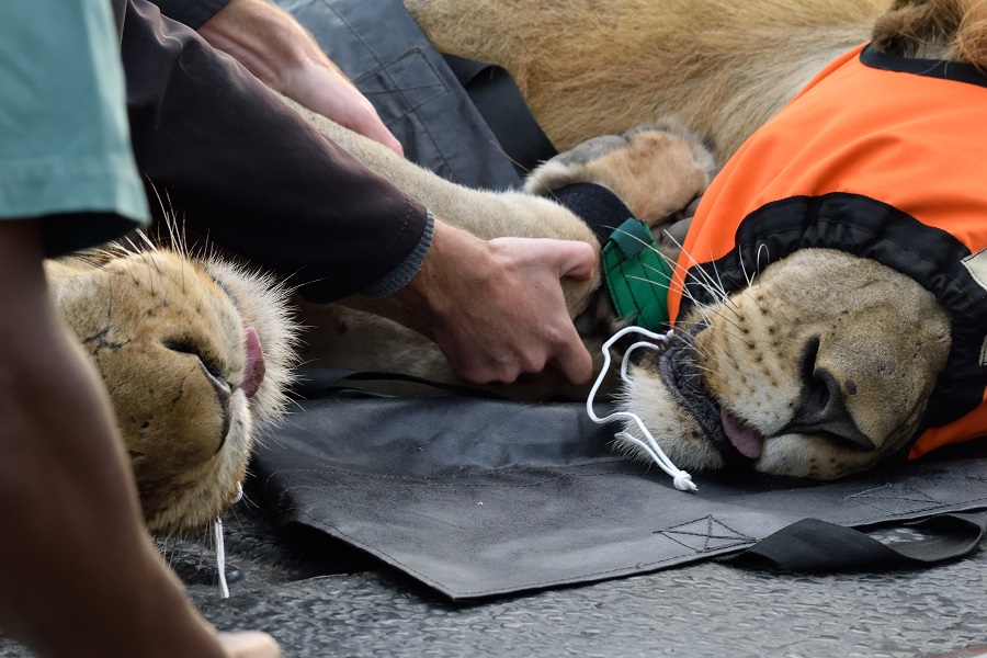 What You Need to Know About Volunteering with Lions