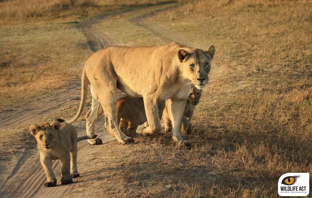 What You Need to Know About Volunteering with Lions