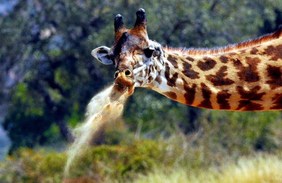 Osteophagia: How Wild Animals Use Supplements