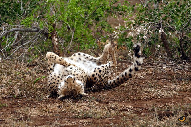 What Are Priority Species?