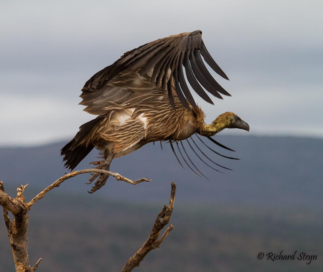 The Fight to Save the Vultures of Southern Africa