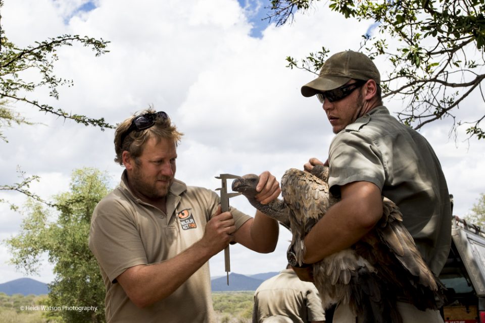 The Fight to Save the Vultures of Southern Africa