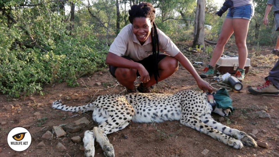 First Cheetah Collared on HiP!
