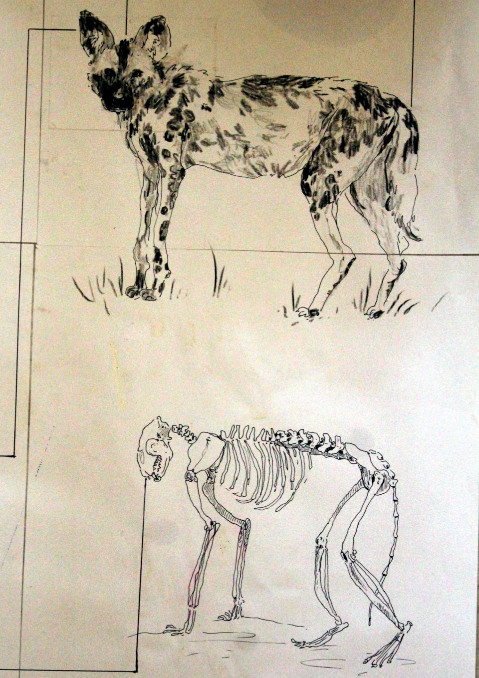 Cheetah and African Wild Dog Anatomy & Hunting