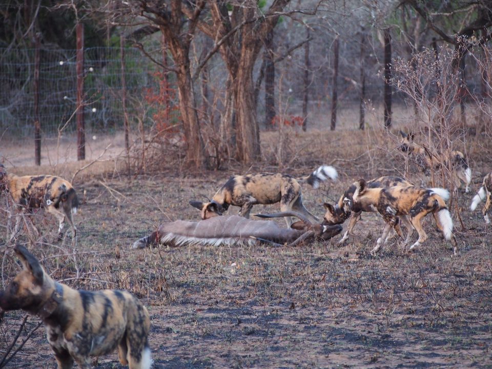 What is a Boma used for and how does it help conservation?