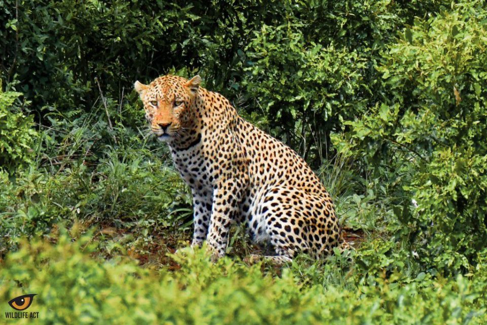 An Unbelievable Time for Conservation Volunteers in HiP!