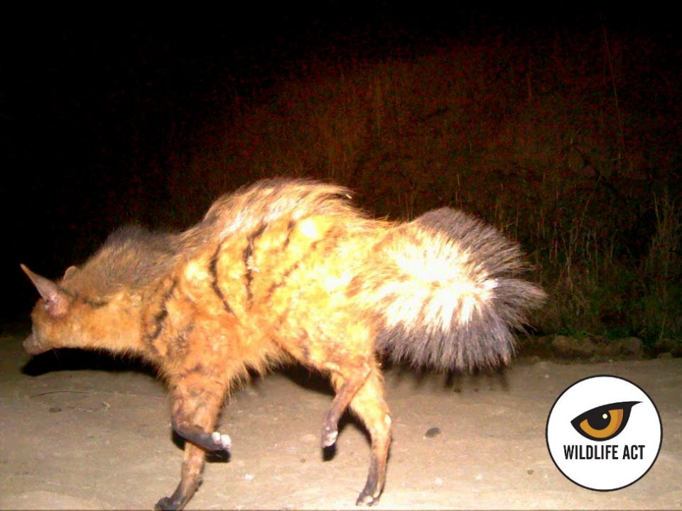 Aardwolf on Ithala Game Reserve - First sighting in over 2 years!