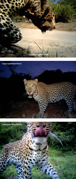 Camera Trapping and its Role in Priority Species Monitoring