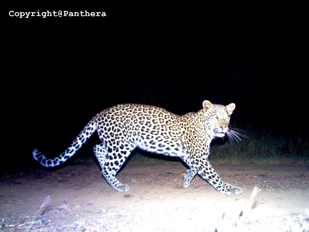 Leopard Identification Techniques in Wildlife Monitoring