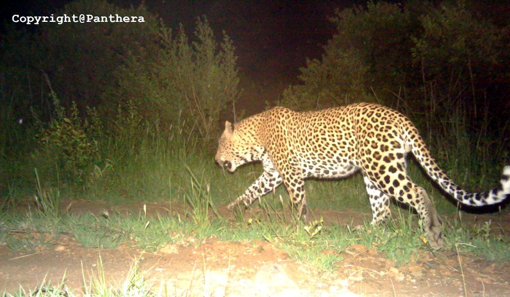 Leopard Identification Techniques in Wildlife Monitoring