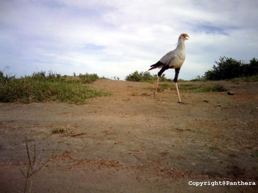 Secretary Bird (Sagittarius serpentarius)