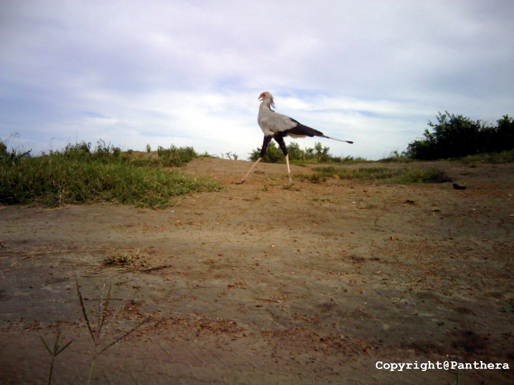 Secretary Bird (Sagittarius serpentarius)
