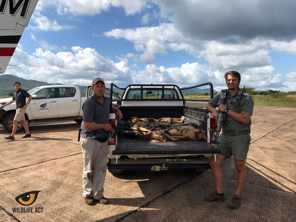 First Ever African Wild Dog Introduction to Gorongosa National Park ...