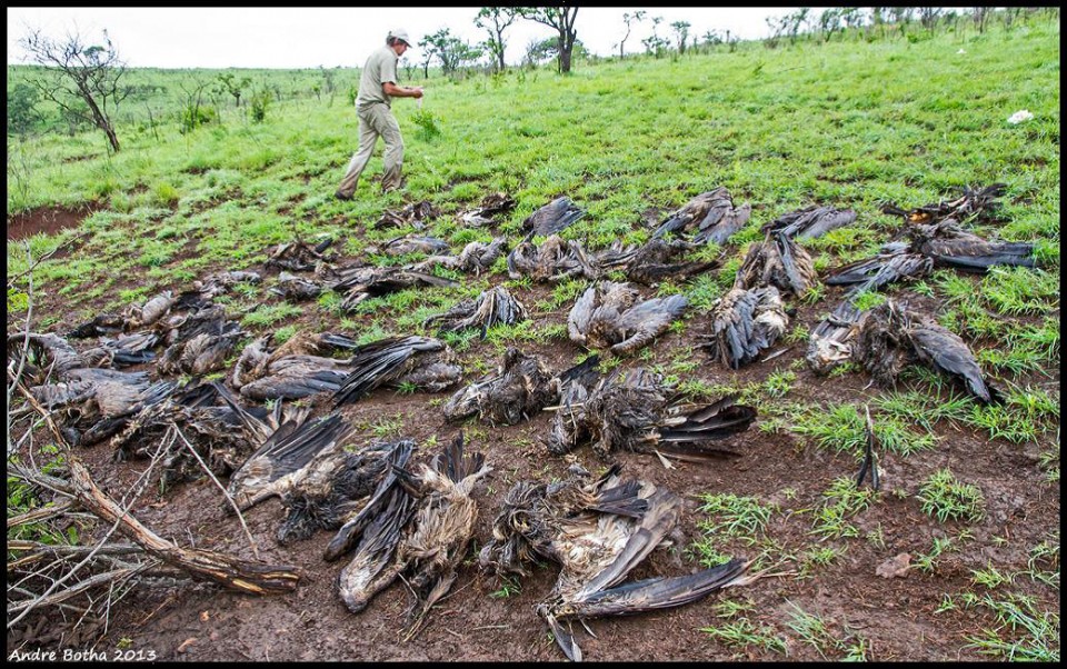Why are Vultures so Endangered?