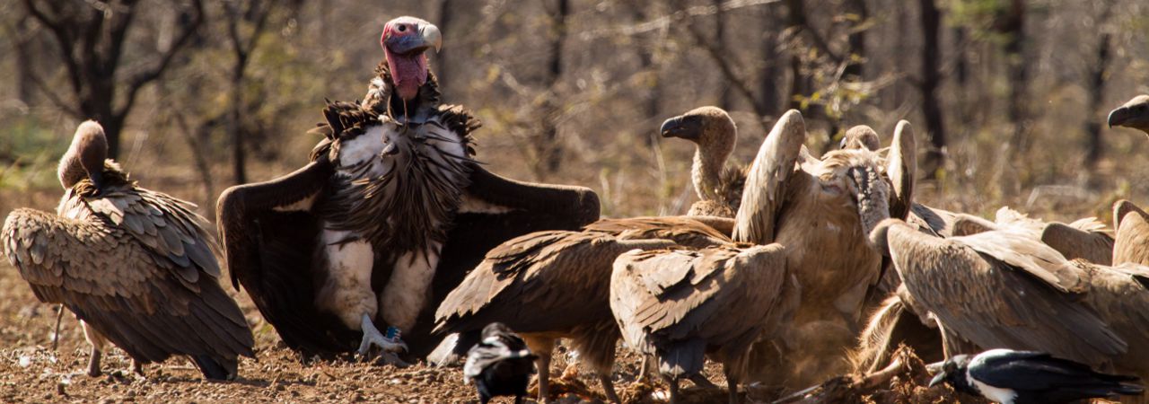 Why are Vultures so Endangered?