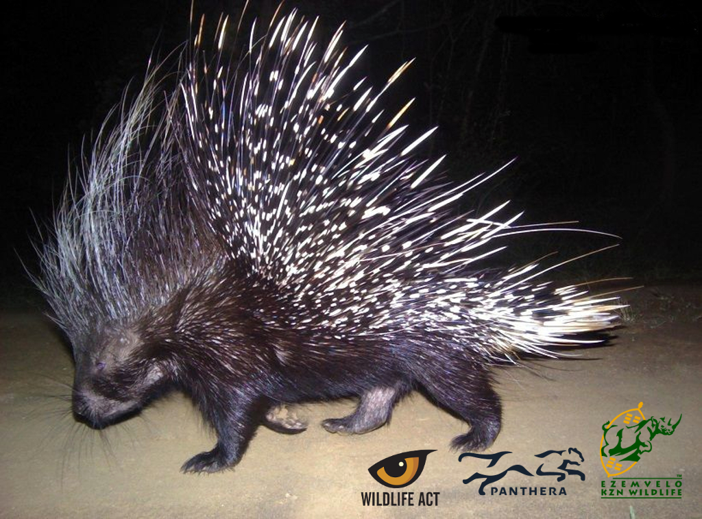 Five Favourite Nocturnal African Animals