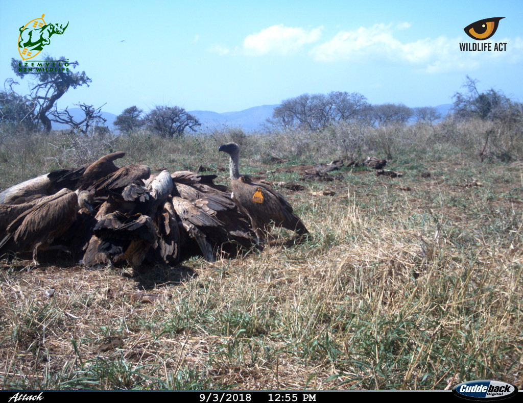 Vulture Restaurants and their use in Species Conservation