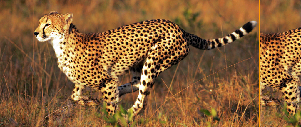 Creating Wildlife Identity Kits