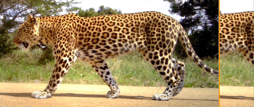 Creating Wildlife Identity Kits