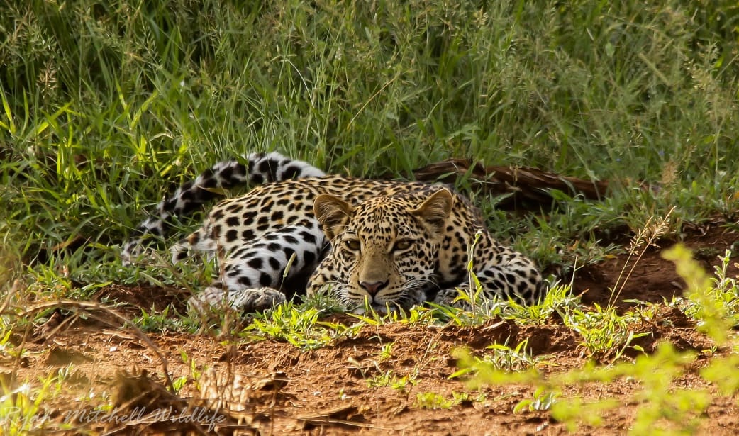 African Wildlife Photography Opportunities