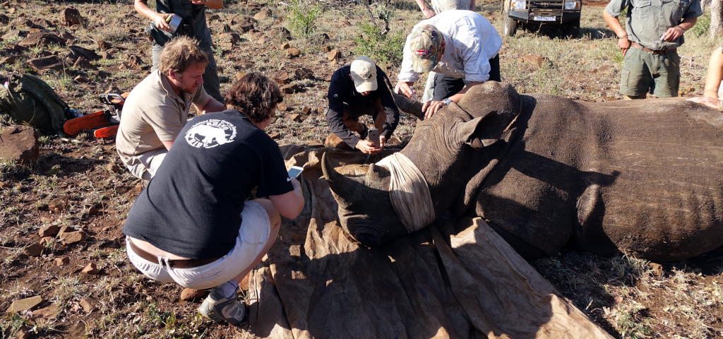 Rhino Dehorning: From Start to Finish