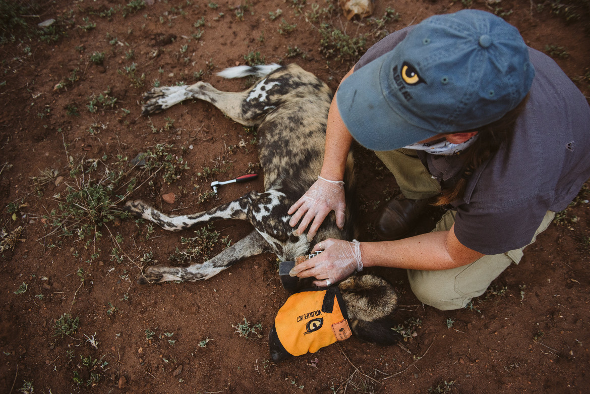 Historically Significant Move of African Wild Dogs to Malawi