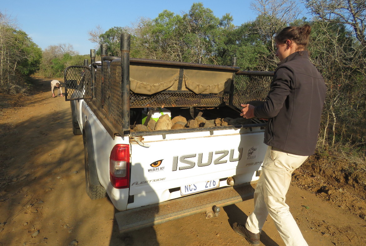 Rock Packing in Hluhluwe-iMfolozi Park