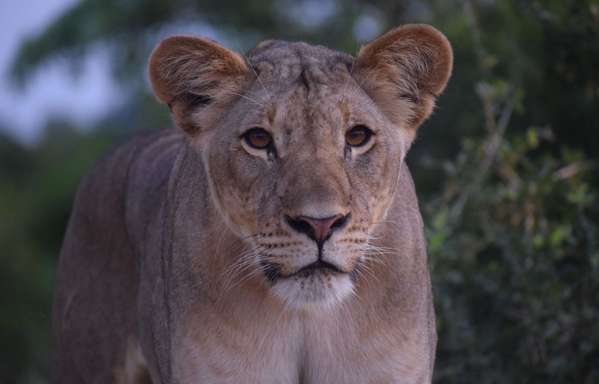 Monitoring the Tembe Elephant Park Lions